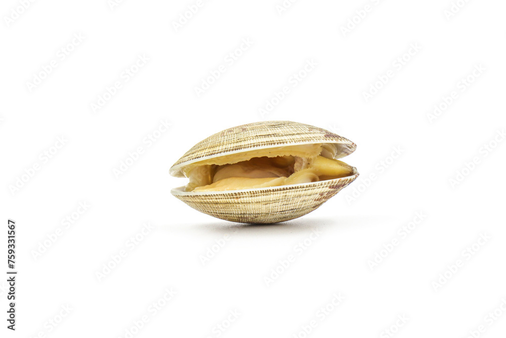 Closed up fresh baby clams, venus shell, shellfish, carpet clams, short ...