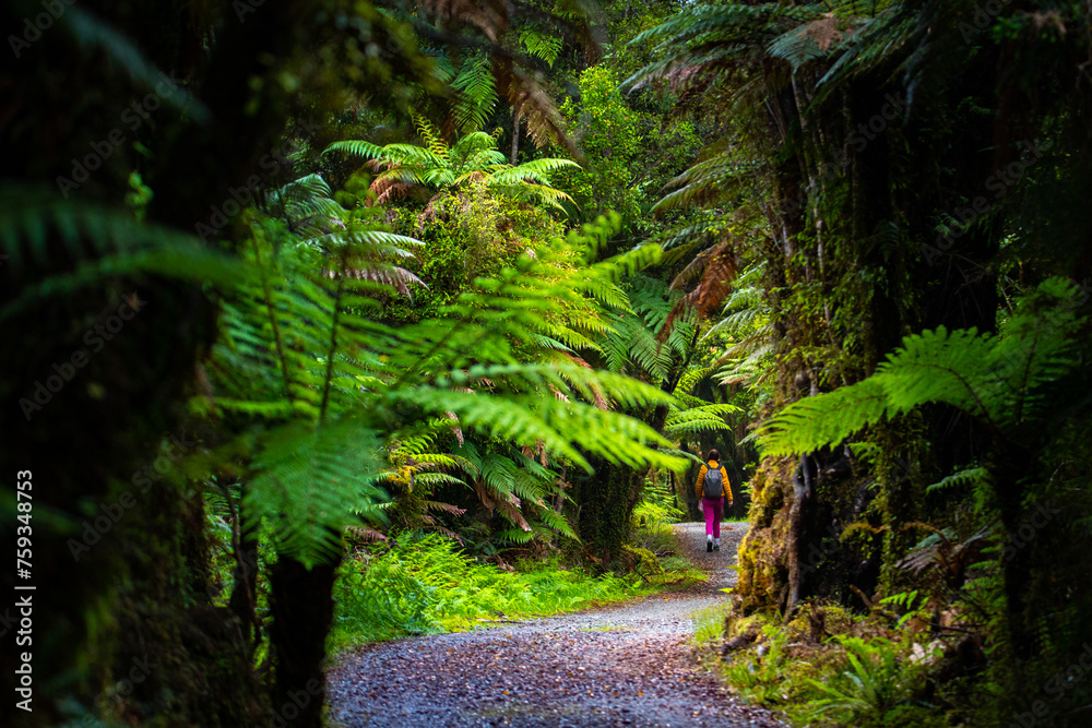 hiker girl walking through dense temperate rainforest on the way to ...