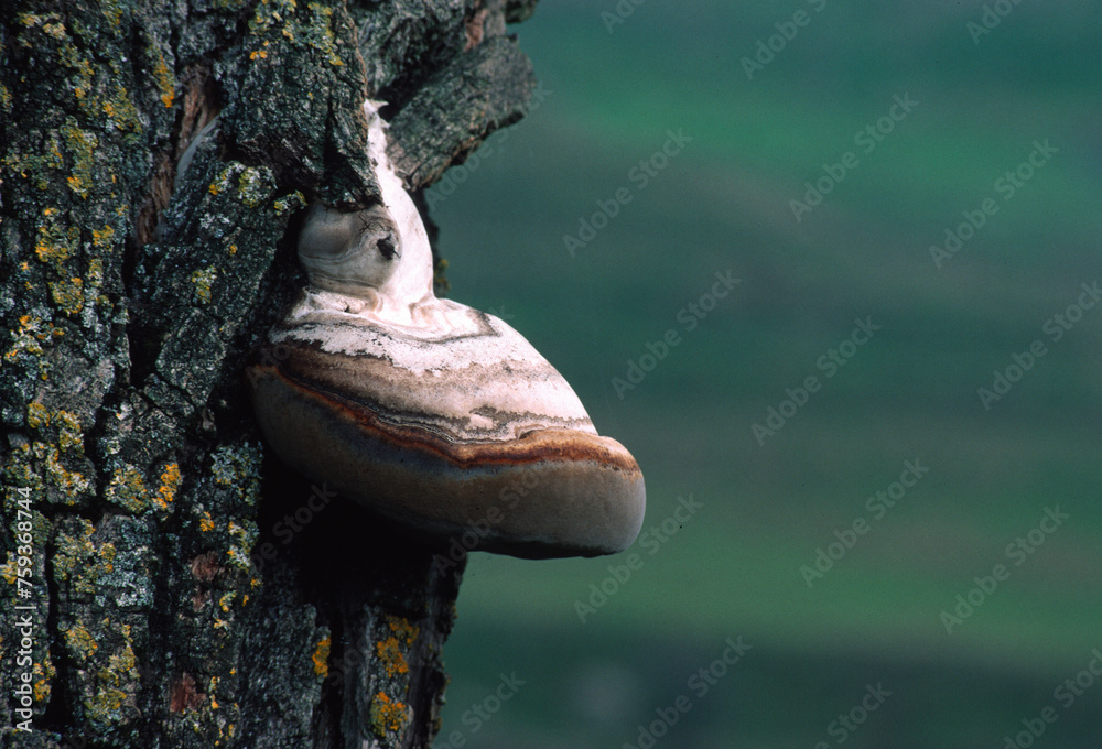 Mushroom (Ganoderma sp.), Ganoderma (also known as reishi) is a ...