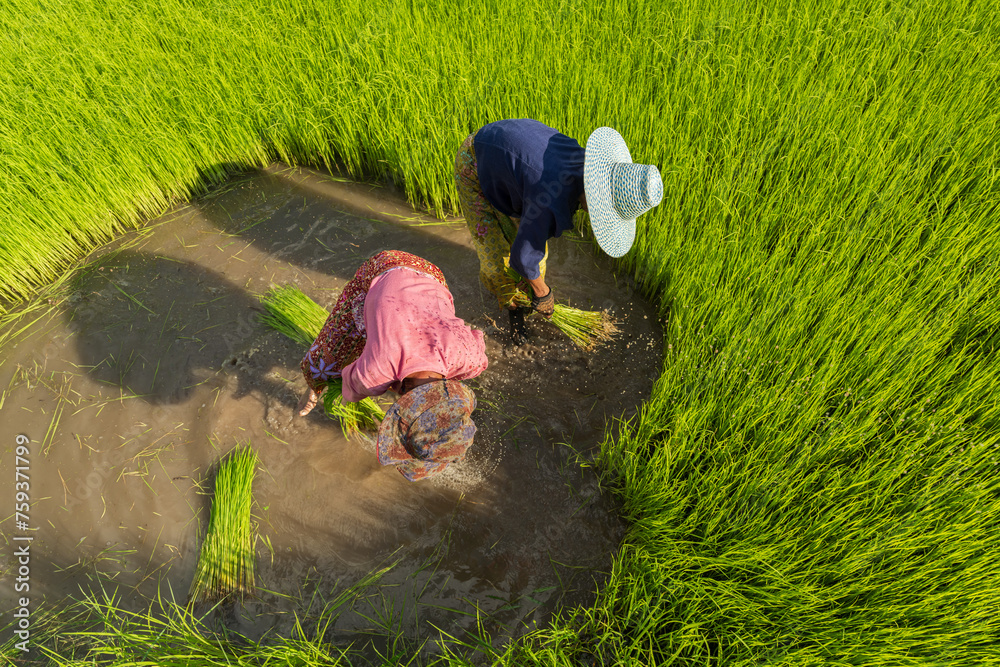 Two Asian woman rice farmer working and kick off the ground at green ...