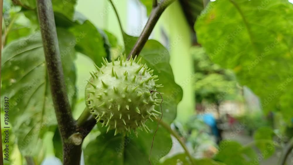 Vidéo Stock The Datura factuosa fruit, known as "Buah Kecubung" in ...