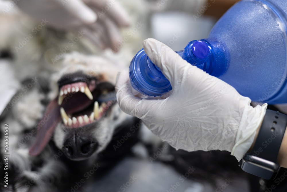 A veterinarian performs resuscitation on a dog. The veterinarian takes ...