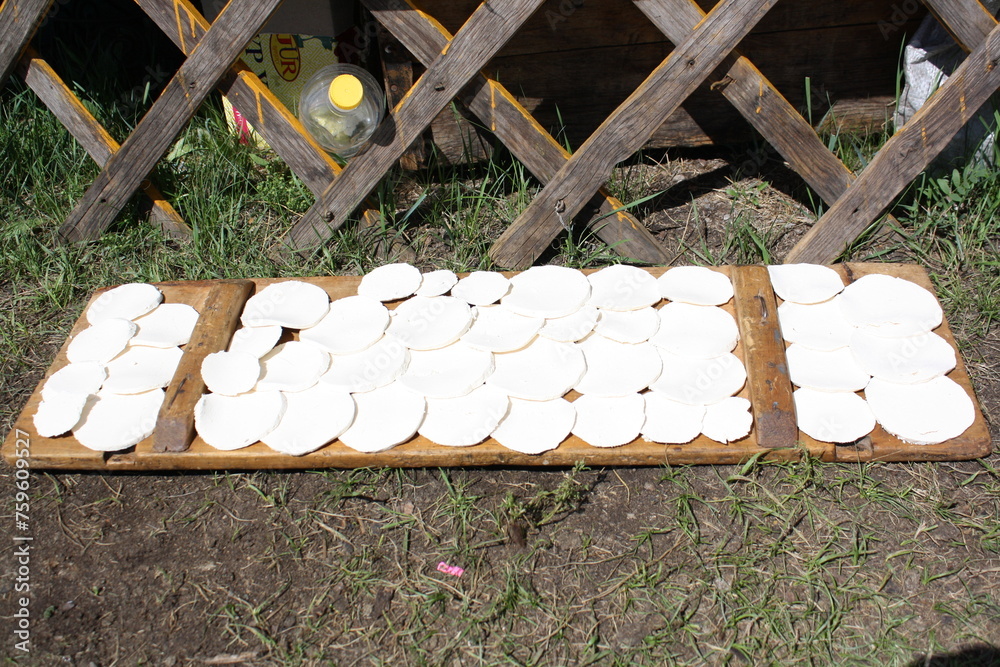 Mongol nomadic family makes dried cheese curds in the nomadic home ...