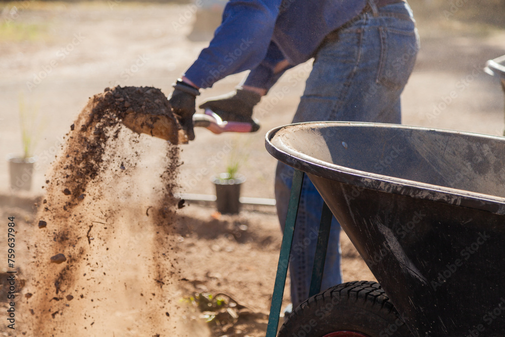 Man shoveling dry dusty dirt into a wheelbarrow, gardening foto de ...