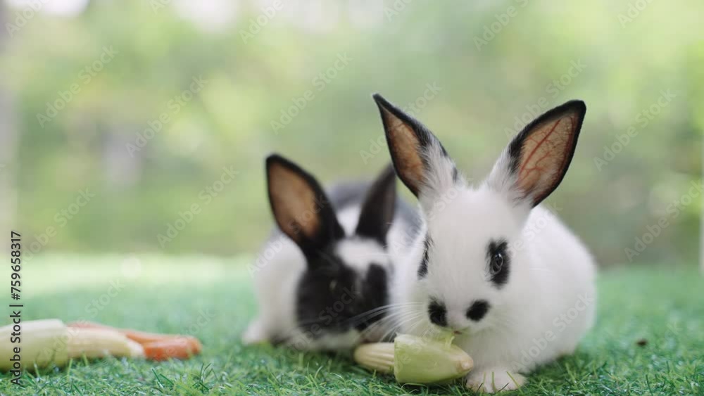 Two cute little rabbits eat corn and carrots on green grass meadows in ...