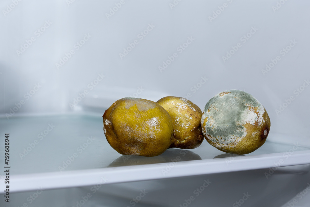 pudrición del moho verde en frutos cítricos infectados con penicillium ...
