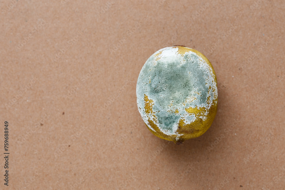pudrición del moho verde en frutos cítricos infectados con penicillium ...