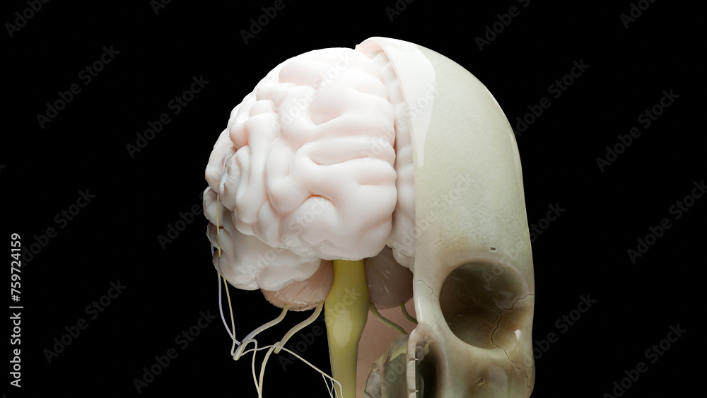 Human brain nervous system anatomy, medical diagram with ...