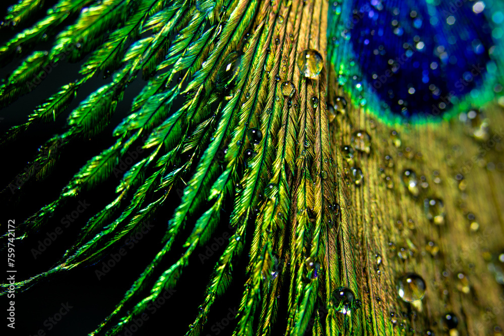 During the breeding season Male Thai peacocks have beautiful tails. And ...