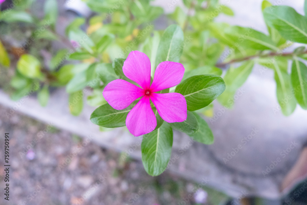 Periwinkle flower with the scientific name Catharanthus roseus don ...