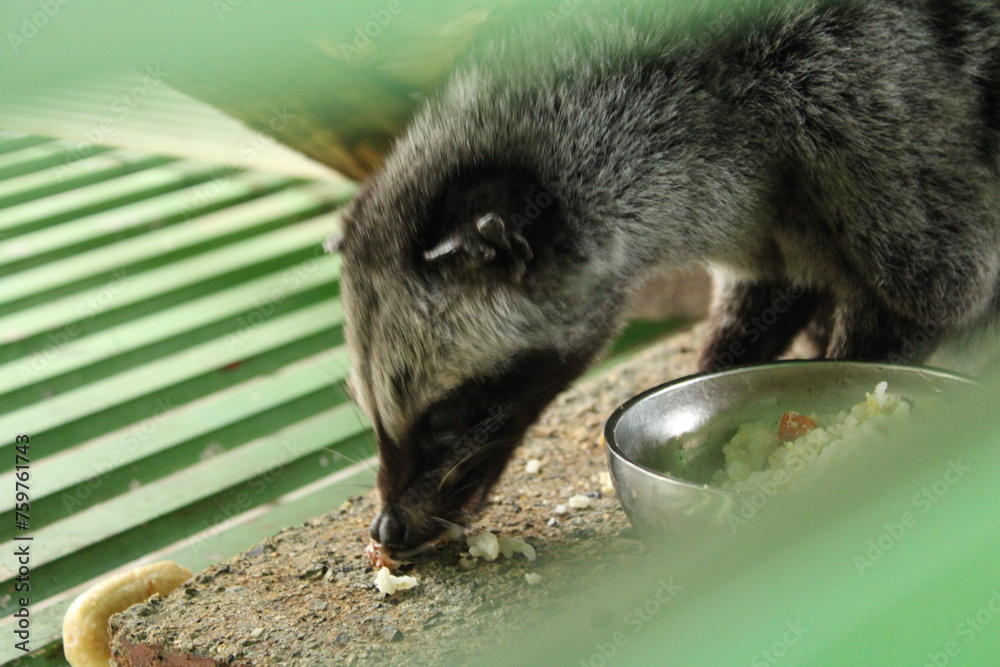Asian palm civet in a weasel poop coffee farm (Kopi Luwak) Stock Photo ...