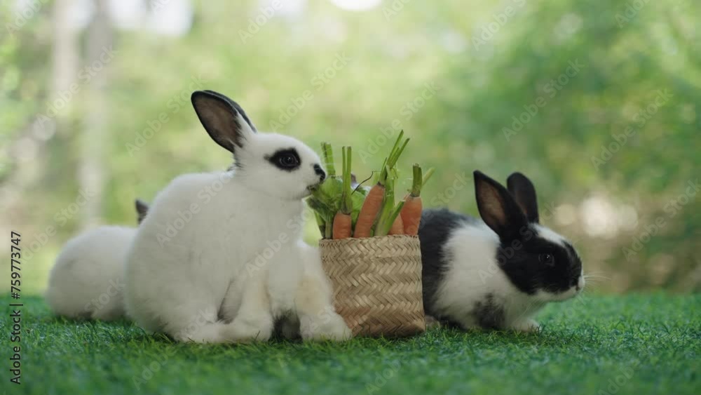Group of cute little rabbits eat vegetables in basket and take a rest ...
