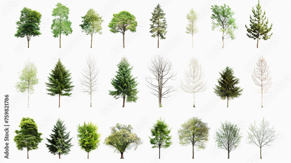 A collection of trees in various stages of growth, from young saplings ...