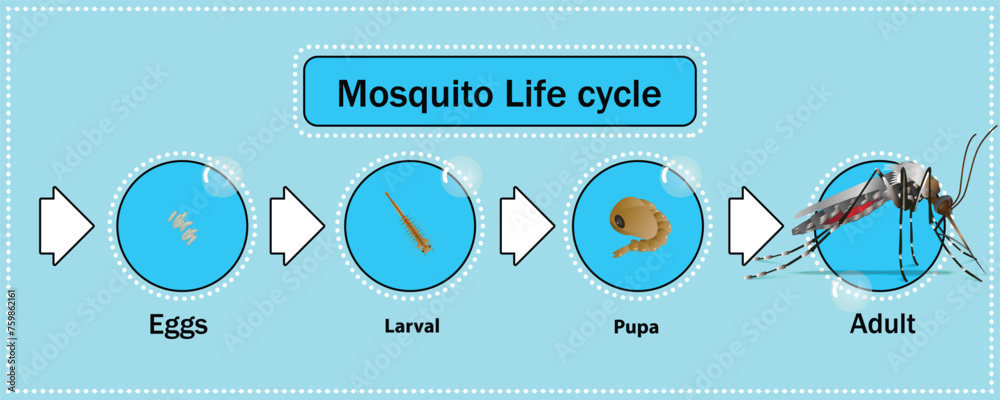 Mosquito Life cycle graphic vector illustration Stock Vector | Adobe Stock