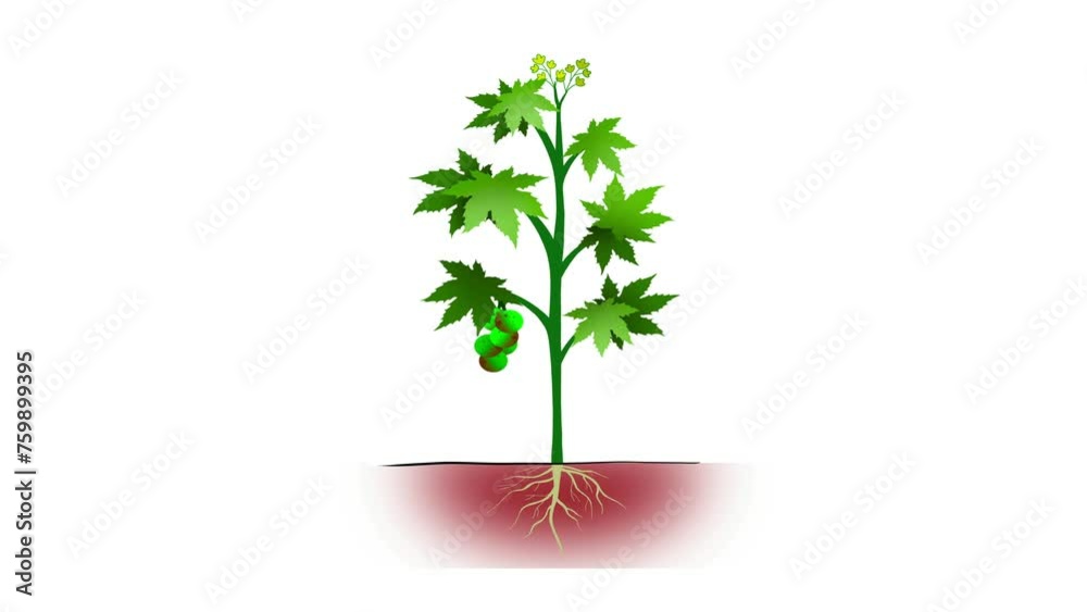 Parts of plant, Morphology of plant with green leaves, fruits, flowers ...