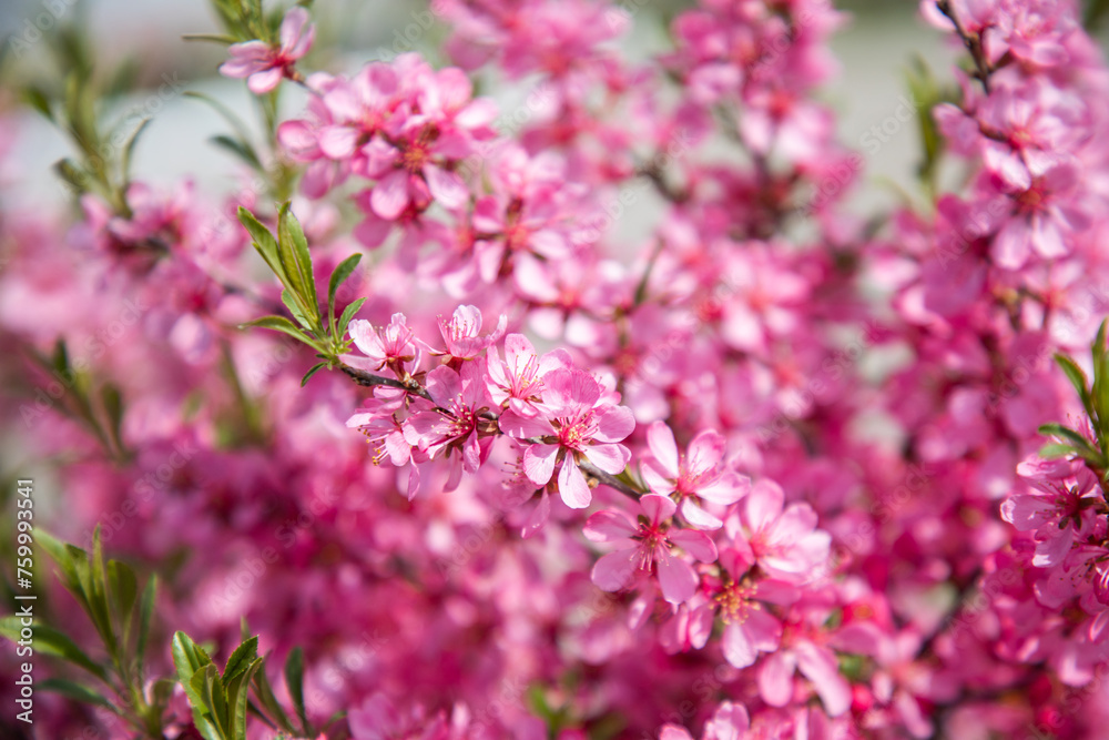 Pink flowers on a bush. Spring flowering. Pink blossom. Floral ...