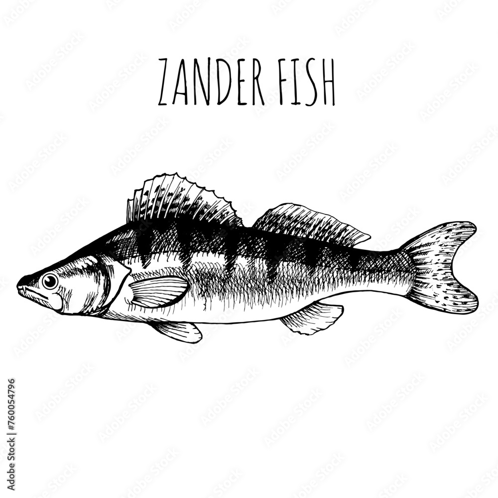 Zander, pikeperch, commercial sea fish. Engraving, hand-drawn sketch ...