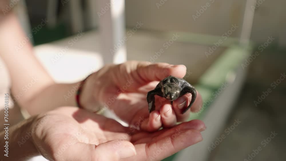Vidéo Stock Baby sea turtle in female hands at turtle hatchery in Sri ...