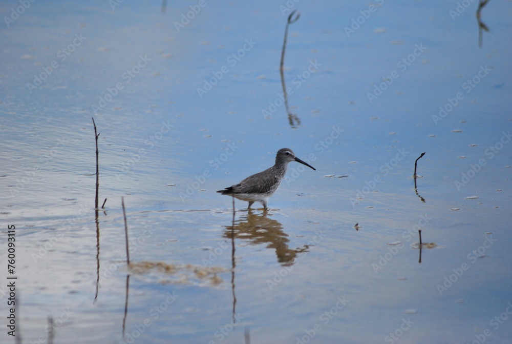 Corocoras,garzas,toda clase de aves acuaticas se pueden admirar en ...