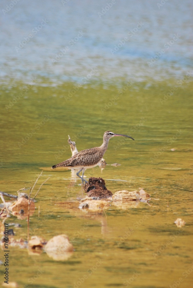Corocoras,garzas,toda clase de aves acuaticas se pueden admirar en ...