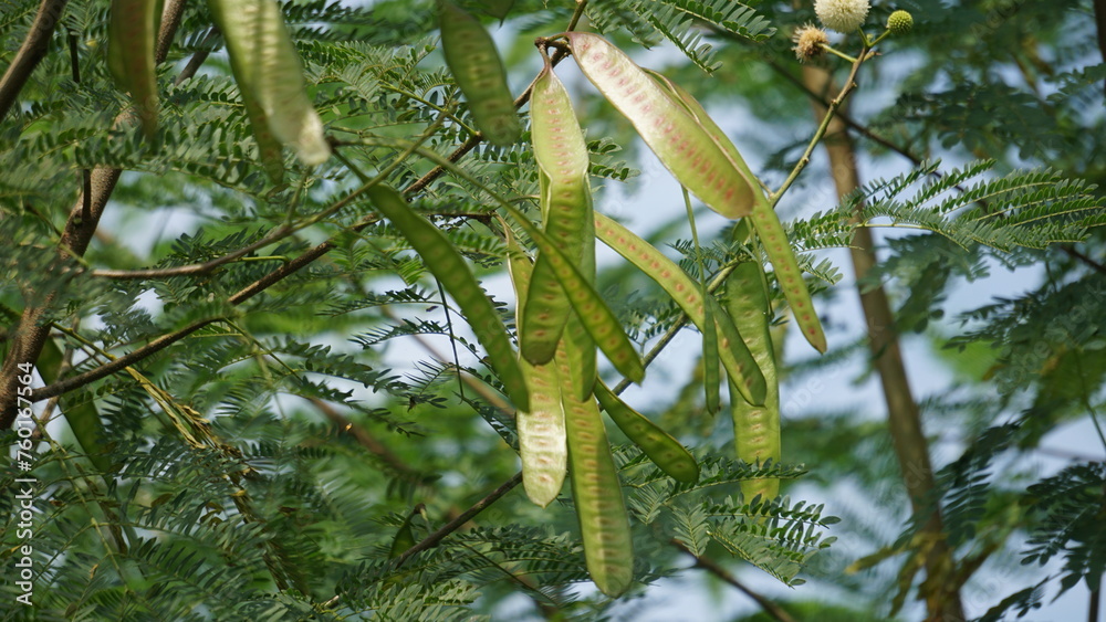 Leucaena leucocephala (jumbay, river tamarind, subabul, white popinac ...