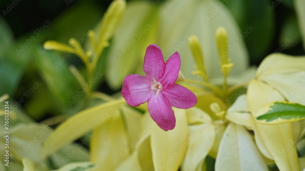 Ravenia spectabilis (Lemonia spectabilis, Ravenia rosea) variegated is ...