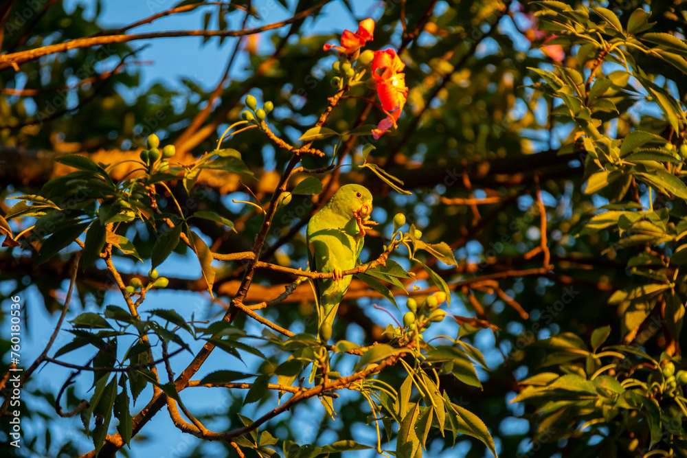 Wild Brazilian parakeets known as caturrita Stock Photo | Adobe Stock