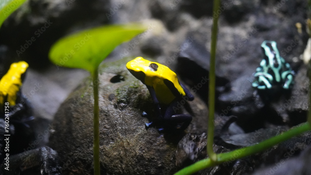 Golden Poison Frog (Phyllobates terribilis): This frog, also known as ...
