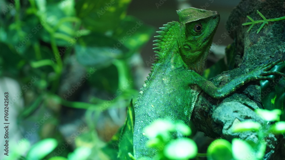 Chameleons or chamaeleons (family Chamaeleonidae) are a distinctive and ...