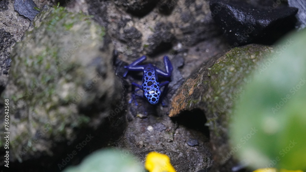 Dendrobates azureus, commonly known as the blue poison dart frog or ...