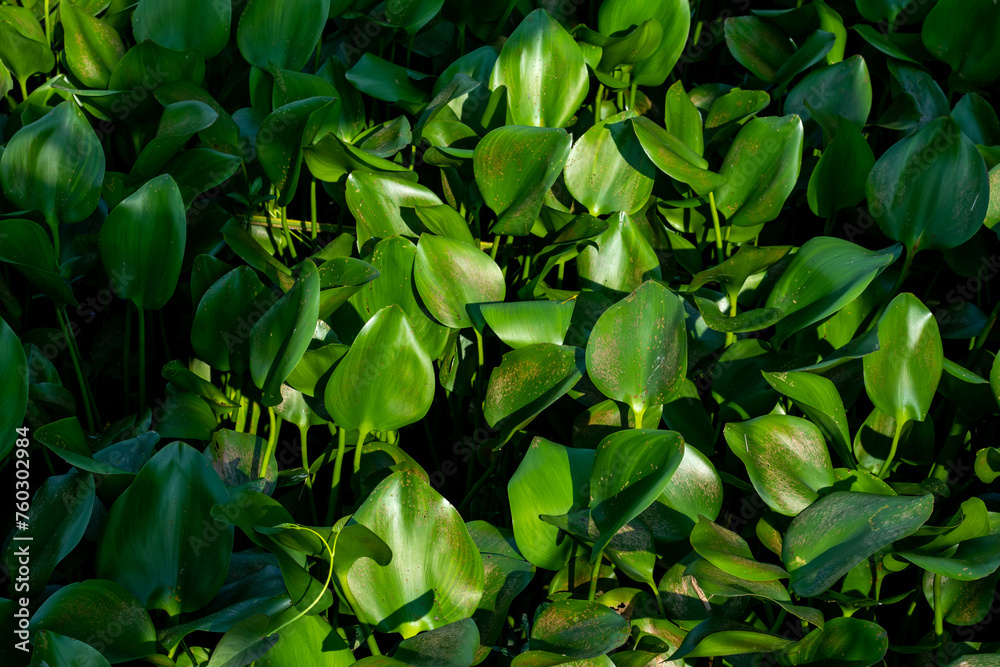 Water hyacinth natural pattern is a fast-growing aquatic plant ...