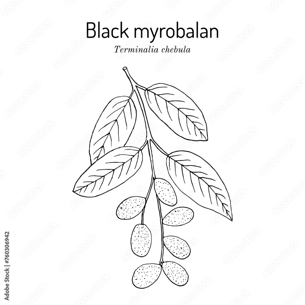 Vetor de Black myrobalan, haritaki (Terminalia chebula), medicinal ...