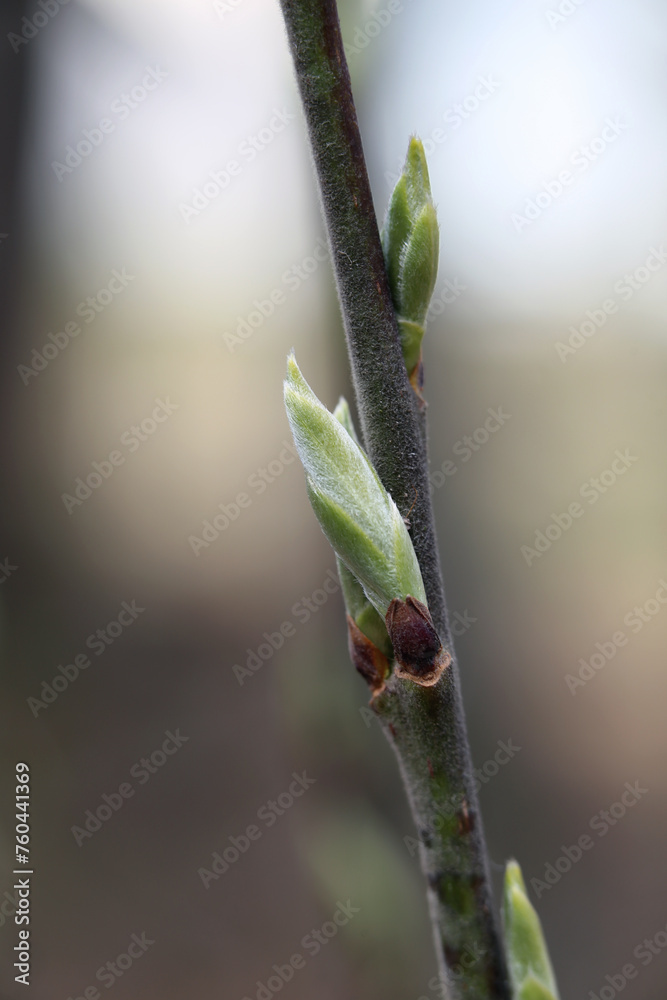 Willow tree leaf buds, small leaves on a branch in a closeup. Soft ...