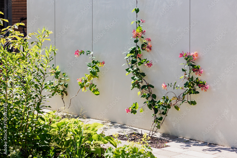 Planting Climbing Blooming Bush near Wall of Building. Modern ...