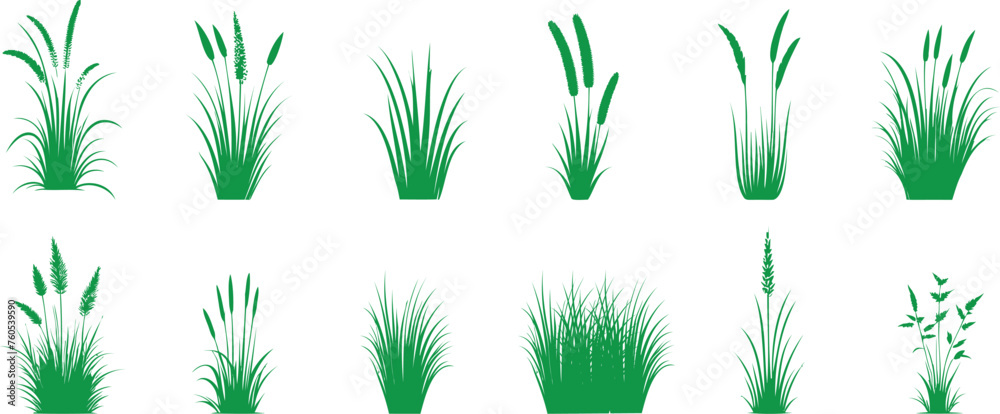 lush green grasses of various types, grass vector isolated on a white ...