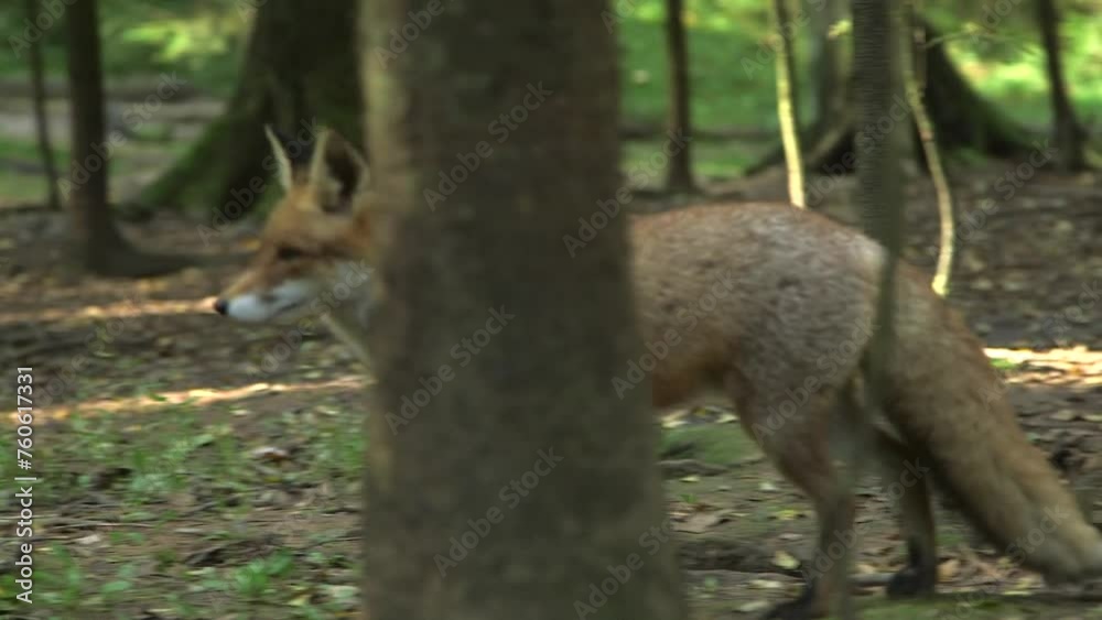 Red Fox Runs Through the Forest, Looks into the Camera for a Moment. A ...