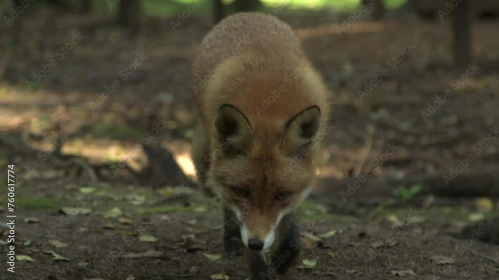 Vidéo Stock Red Fox Approaches Camera and Looks Around in Closeup. Nice ...