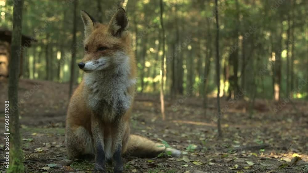 The Red Fox Sits Beautifully in the Forest. A Red Fox Has a Long ...