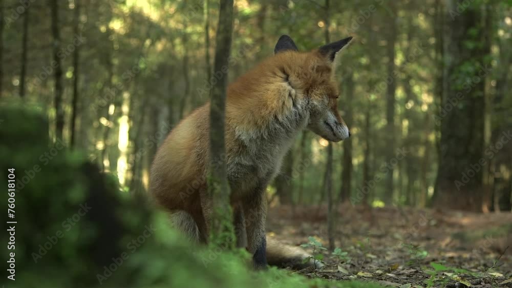 The Red Fox Sits Beautifully in the Forest. A Red Fox Has a Long ...