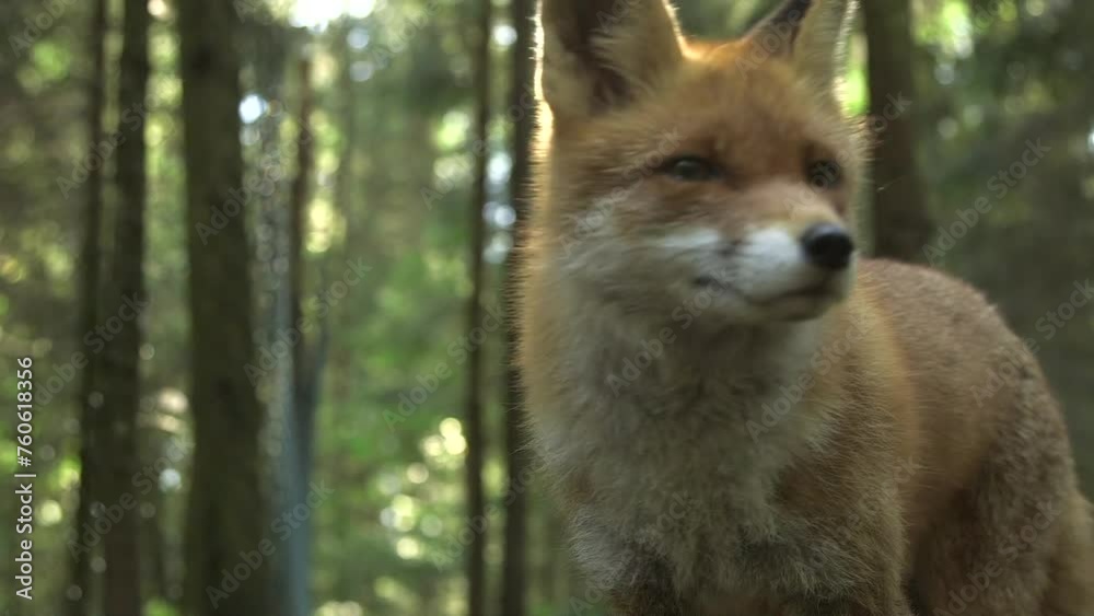 Red Foxes Beautiful Close-up in the Forest. A Red Fox Has a Long ...