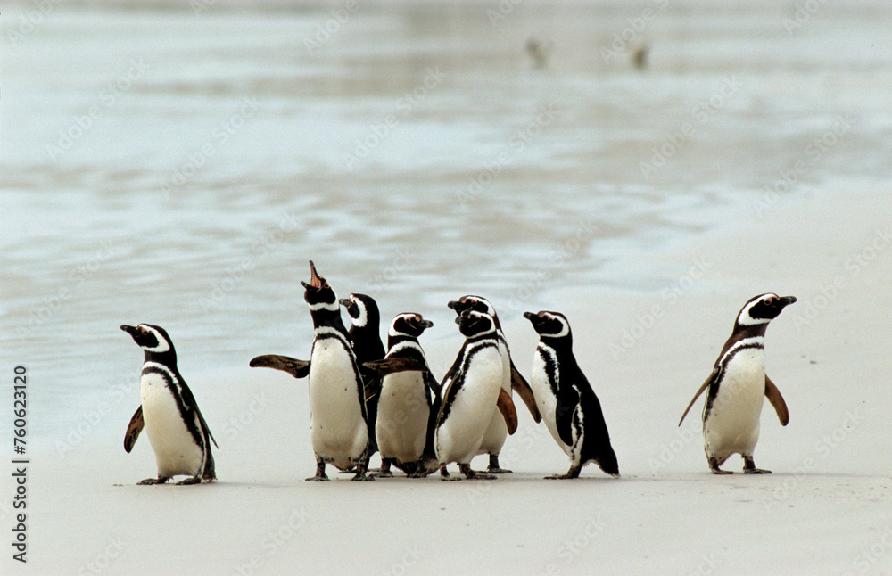 Manchot de Magellan,.Spheniscus magellanicus, Magellanic Penguin, Iles ...
