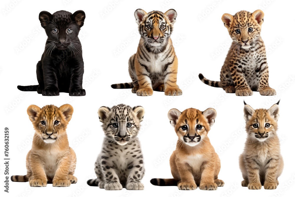isolated cubs of wild cats. tiger and lion, leopard and cougar, snow ...