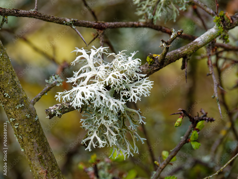 Gros plan de lichen fruticuleux, ou mousse de chêne (Evernia prunastri ...