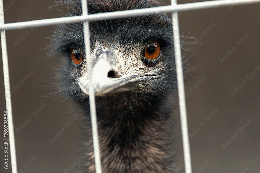 The Emu ostrich (Dromaius novaehollandiae). The head of the Australian ...