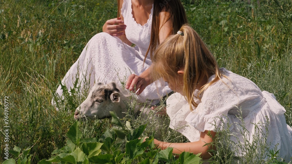 Family mother and daughter playing stroking cute little goat at sunny ...