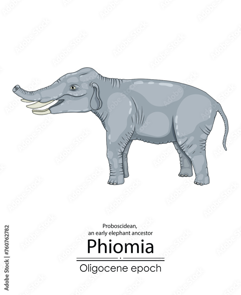 Phiomia, an early elephant ancestor from the Oligocene epoch, with ...