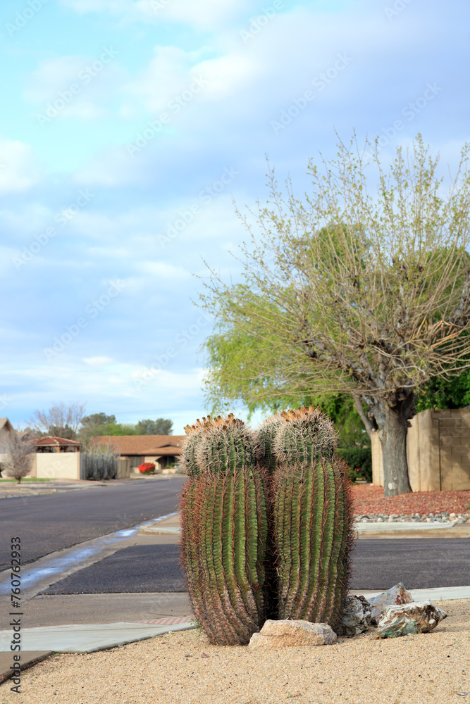 Arizona residential street corner with a tight cluster of thorny ...