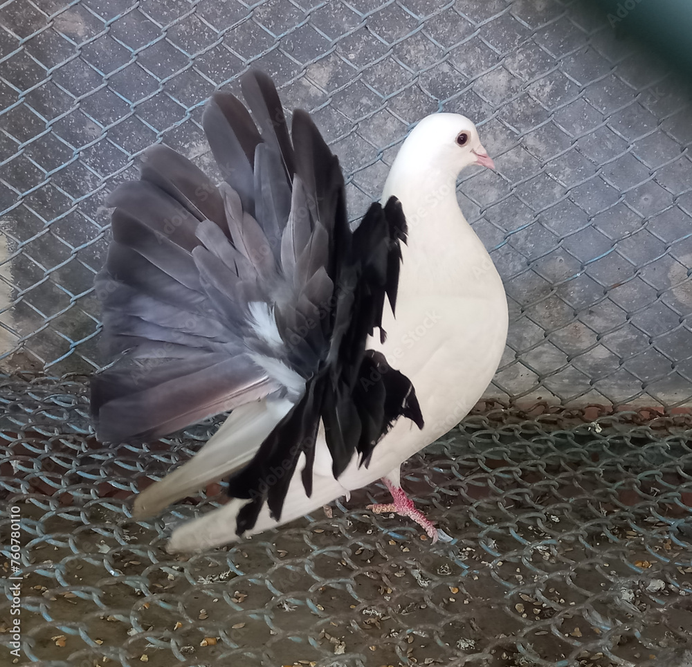 Beautiful White Color paira bird. Single pigeons sitting parallelly on ...