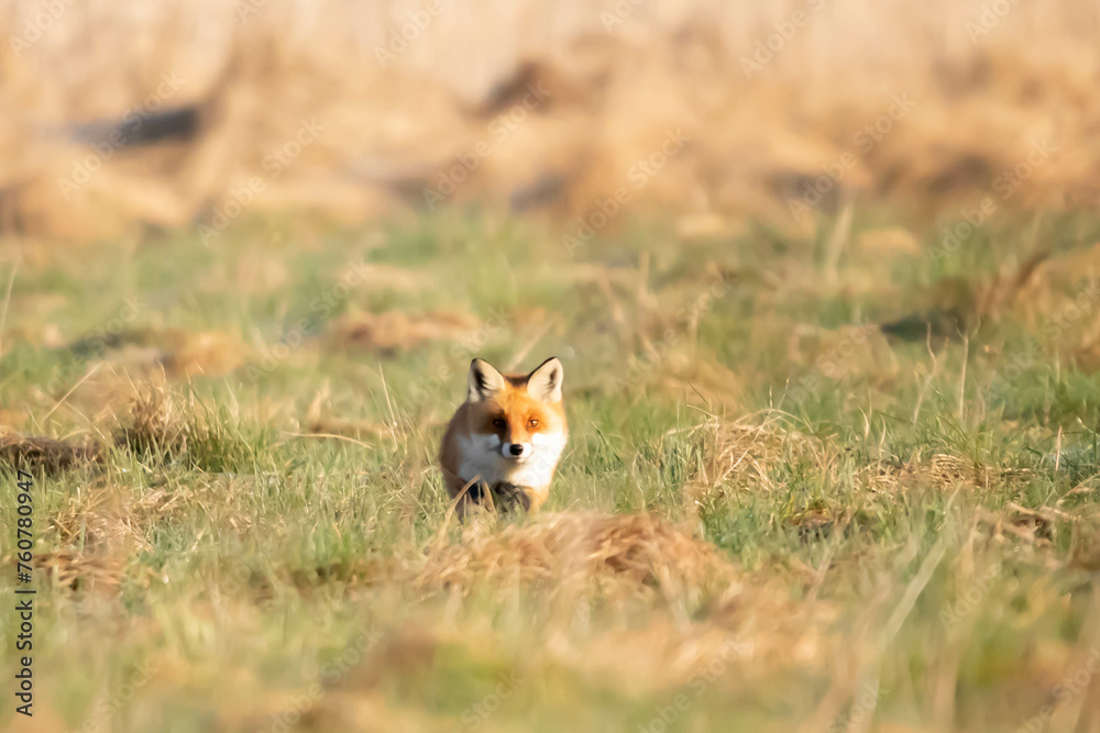 Lis rudy , lis pospolity (Vulpes vulpes) Stock Photo | Adobe Stock