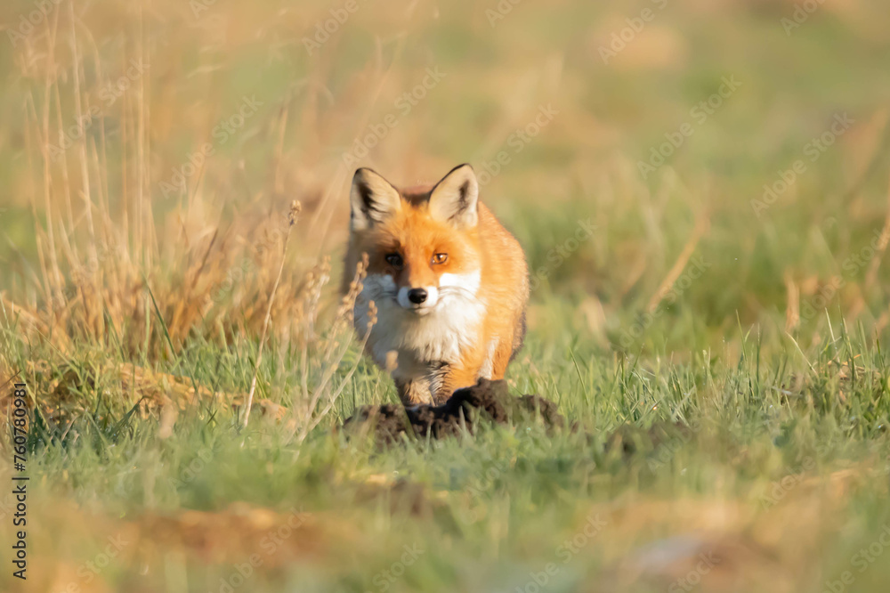 Lis rudy , lis pospolity (Vulpes vulpes) Stock Photo | Adobe Stock